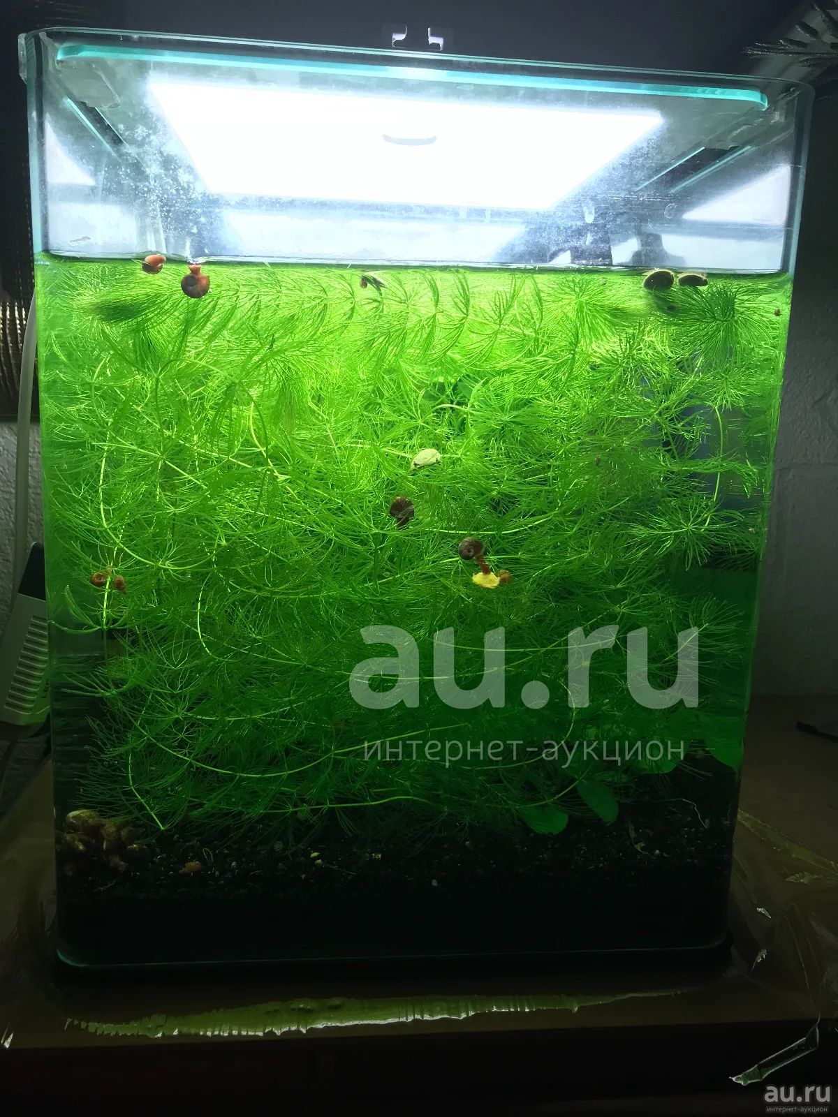 аквариум dennerle nano cube 20 л — купить в Красноярске. Состояние: Б/у ...