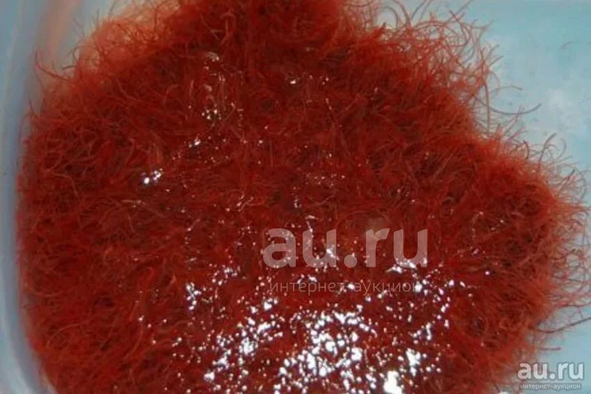 Аулофорус - водяная змейка,инфузория-стартовый корм многих мальков ...