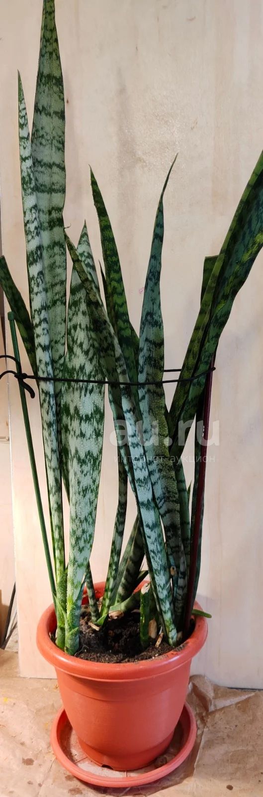 Сансевиерия (Sansevieria trifasciata /Sansevieria laurentii) — купить в ...