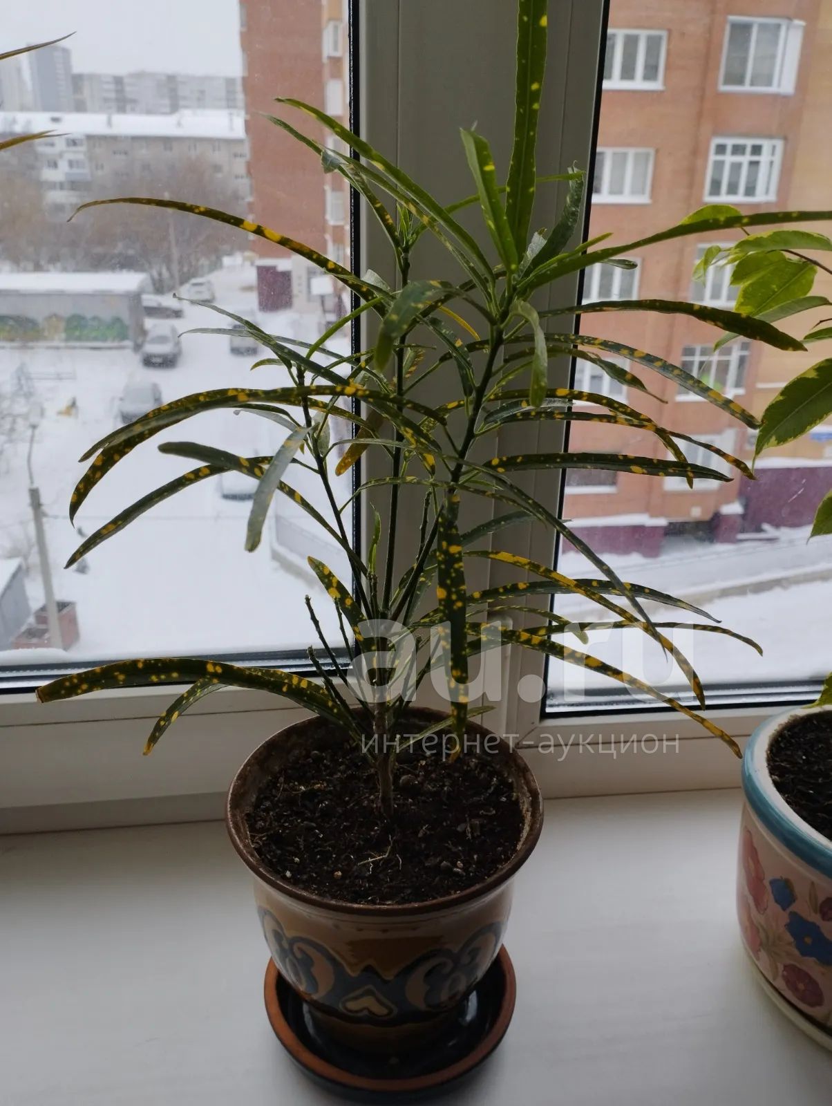 Цветок Кротон (кодиеум) — купить в Красноярске. Горшечные растения и ...