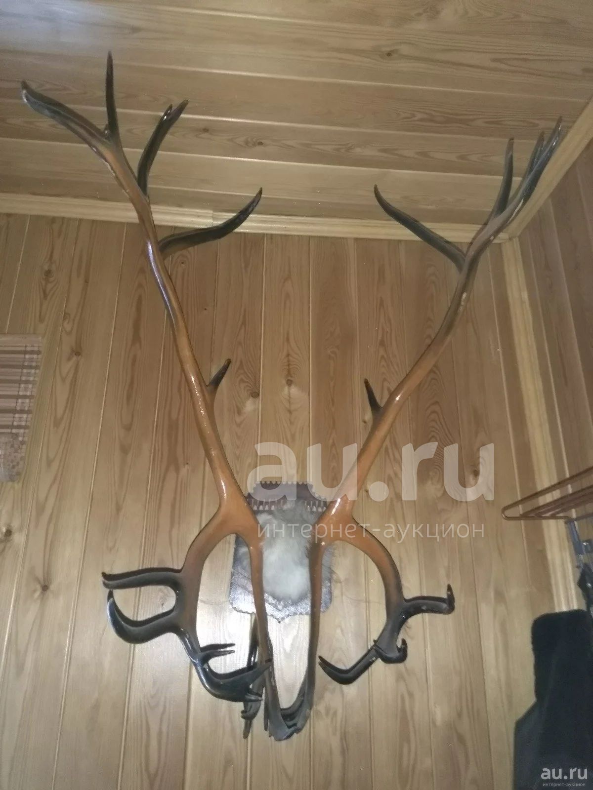 Рога оленя крашеные — купить в Красноярске. Чучела животных, рога ...