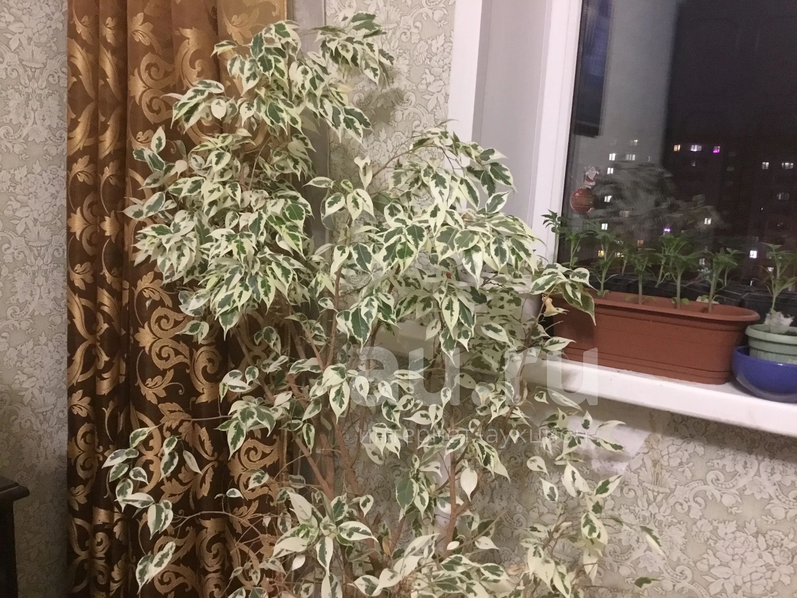 Фикус Бенджамина — купить в Красноярске. Горшечные растения и комнатные ...