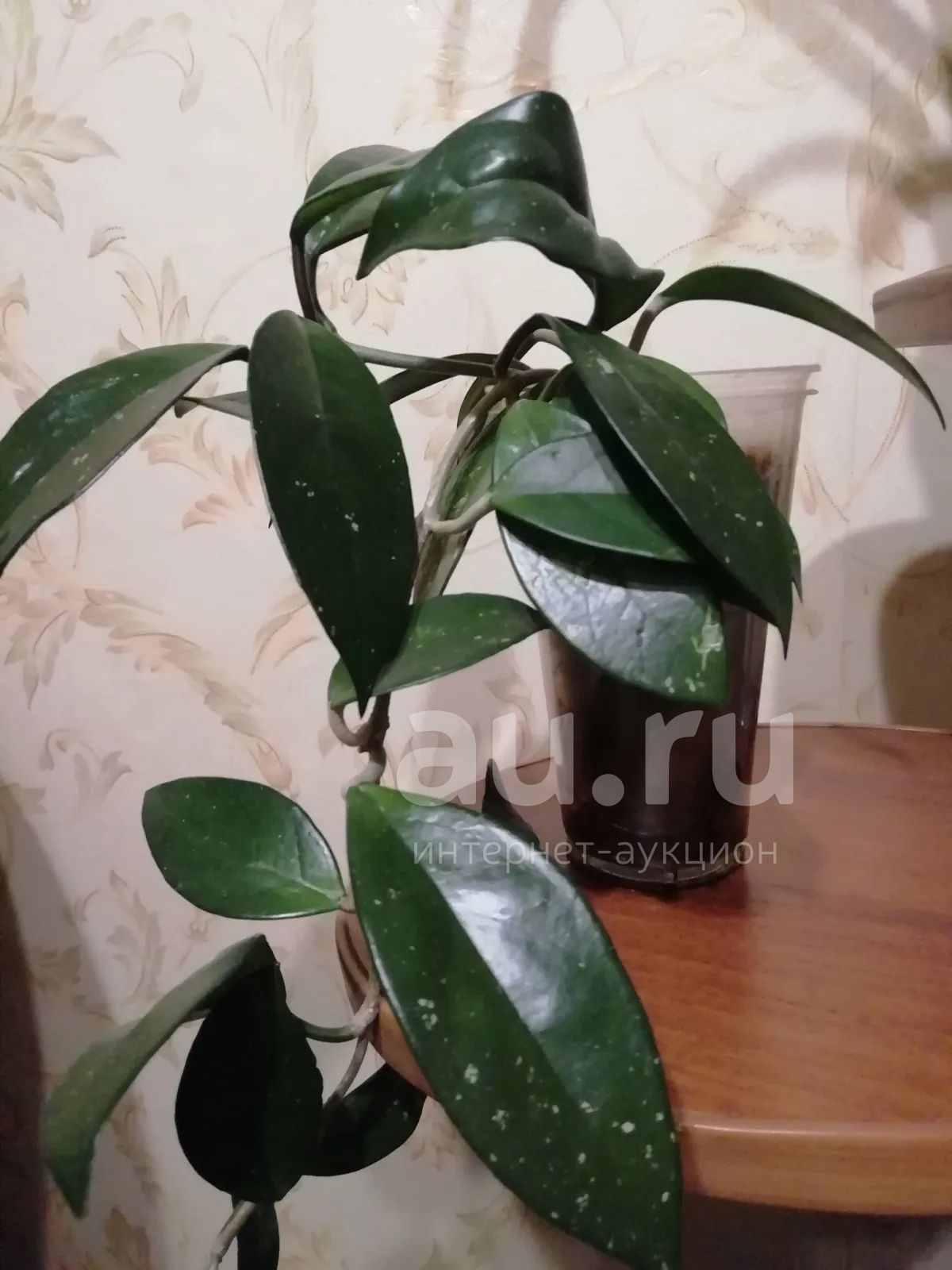 Хойя — купить в Красноярске. Горшечные растения и комнатные цветы на ...