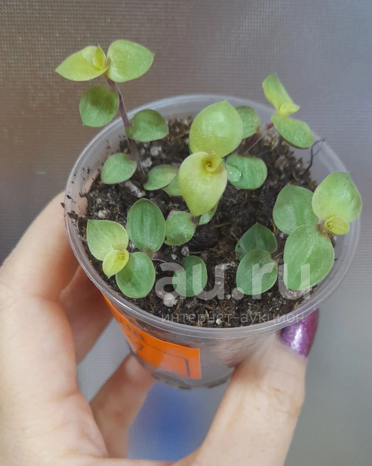 Каллизия repens gold — купить в Красноярске. Горшечные растения и ...