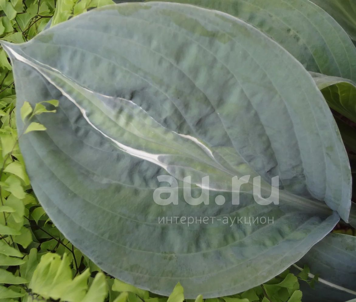 хоста 'Стриптиз' (hosta Striptease), саженец — купить в Красноярске ...