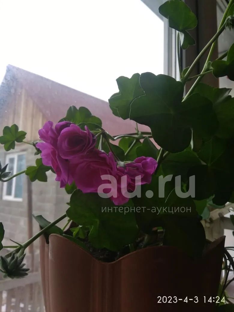 герань — купить в Красноярске Горшечные растения и комнатные цветы на