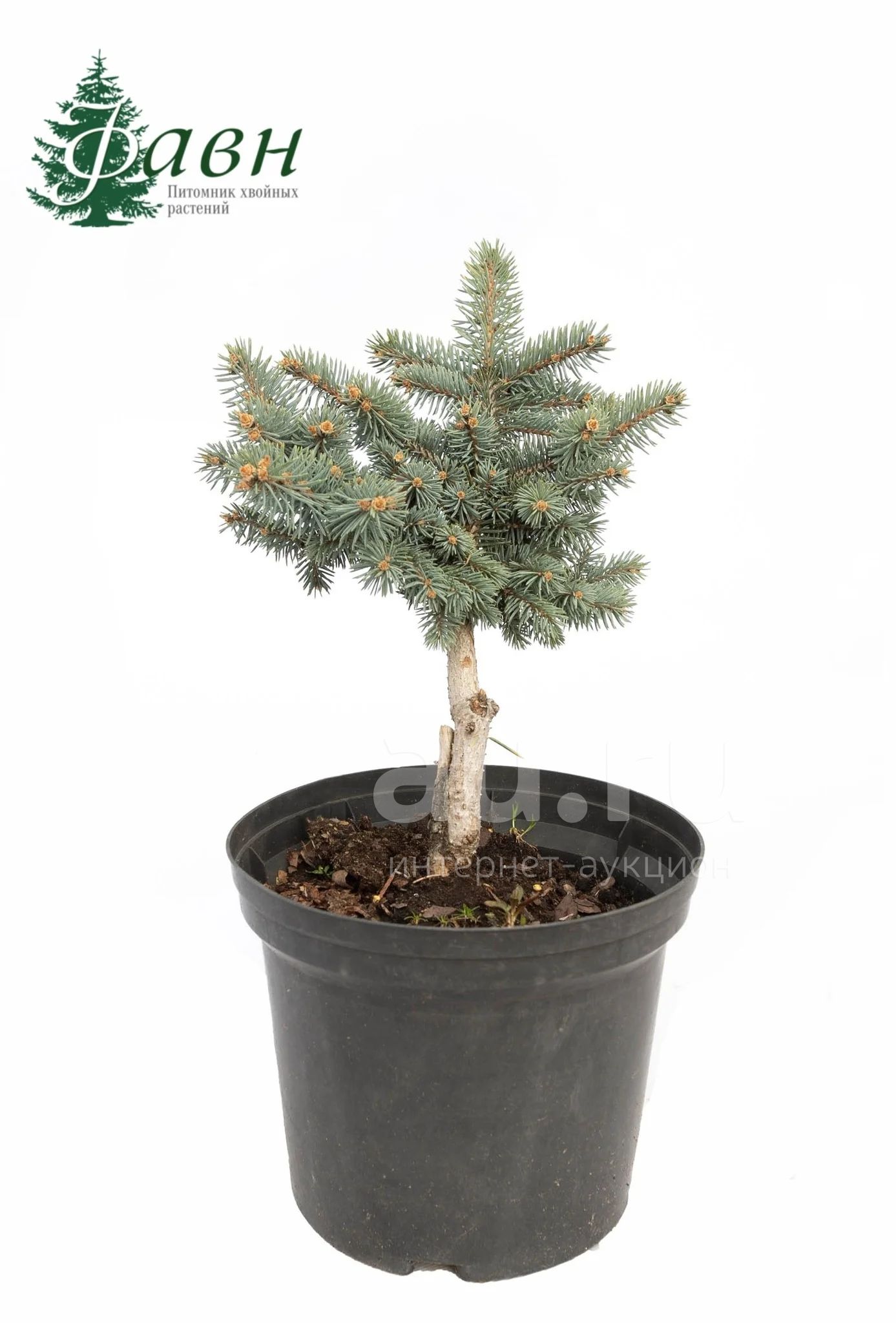 ЕЛЬ КОЛЮЧАЯ ГЛАУКА ГЛОБОЗА | PICEA PUNGENS GLAUCA GLOBOSA 15-20 СМ ...