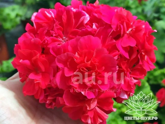 Сортовая пеларгония "ЛиА за Ромео" — купить в Красноярске. Горшечные ...