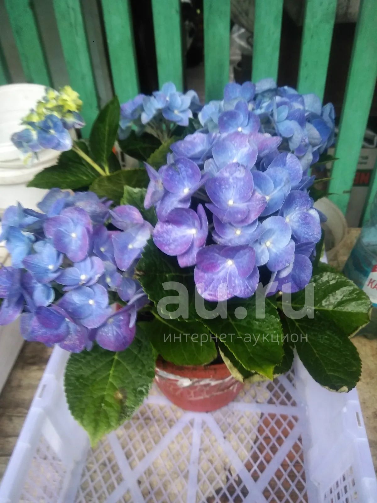 Гортензия крупнолистная — купить в Красноярске. Садовые цветы на ...