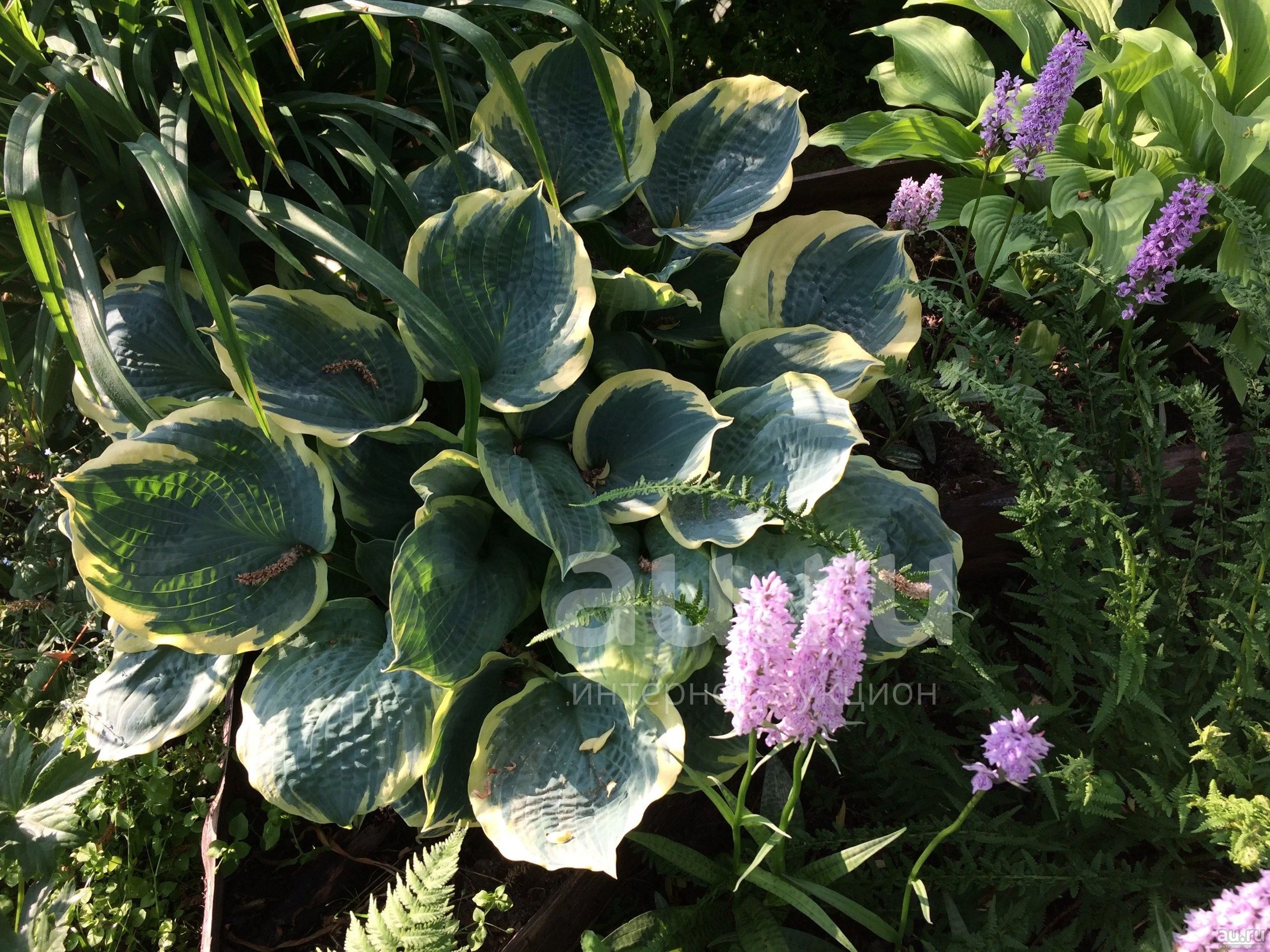 хоста Пиззазз (hosta Pizzazz), саженец — купить в Красноярске. Садовые ...