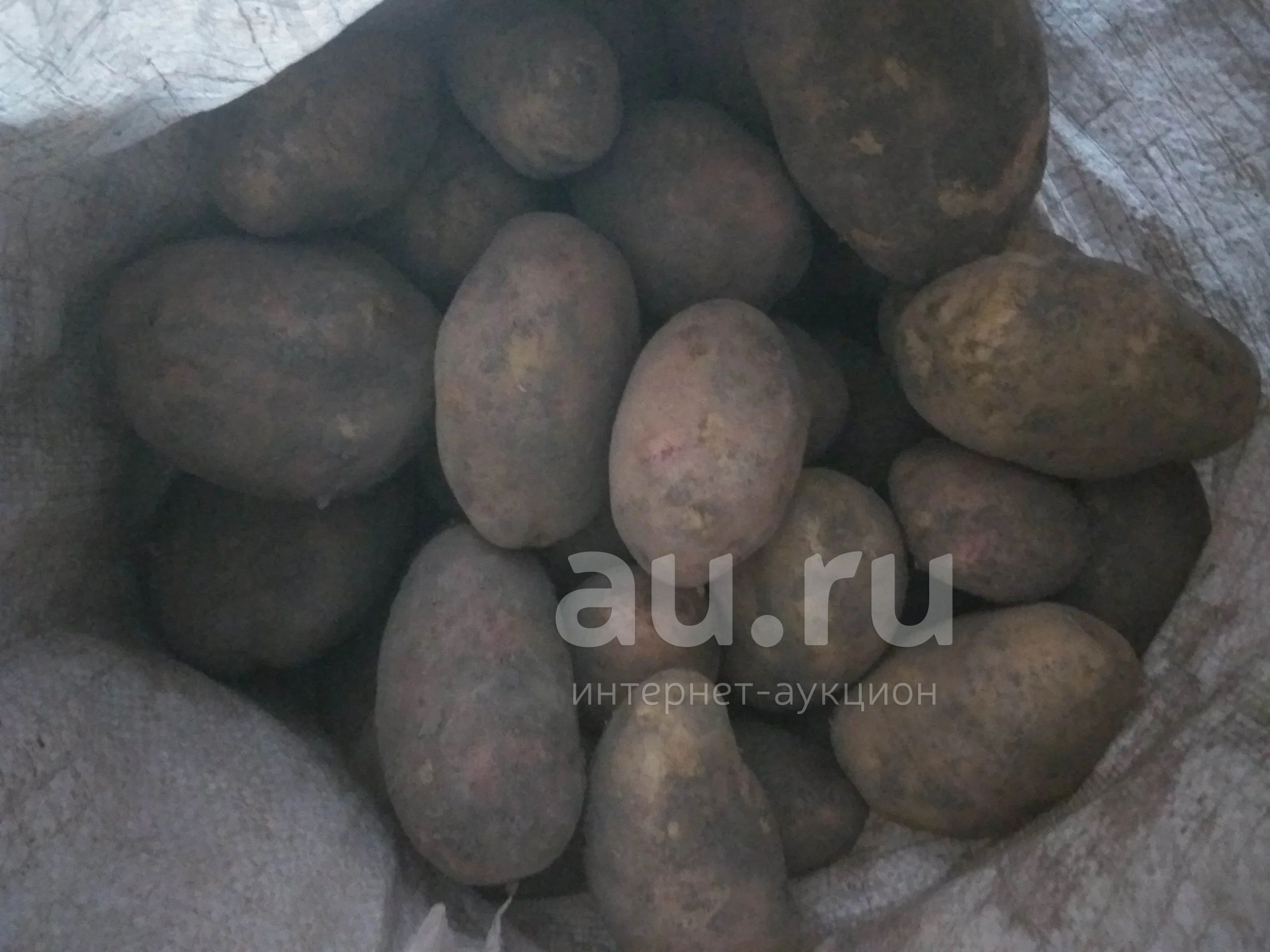 Картофель, картошка — купить в Красноярске. Картофель на интернет ...