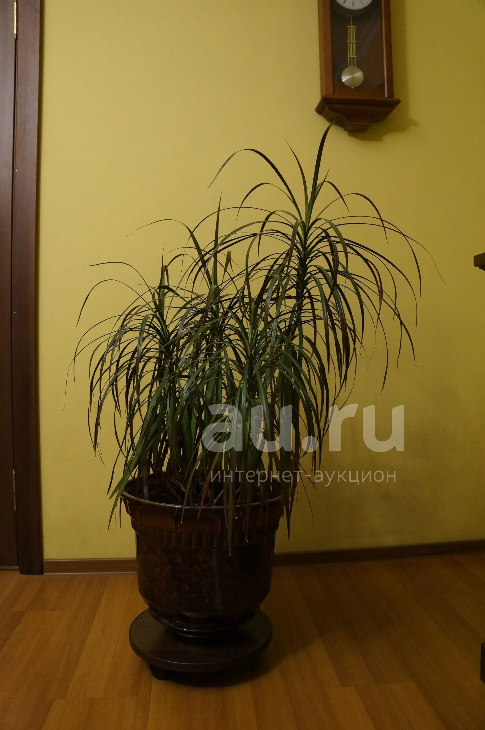 Драцена — купить в Красноярске Горшечные растения и комнатные цветы