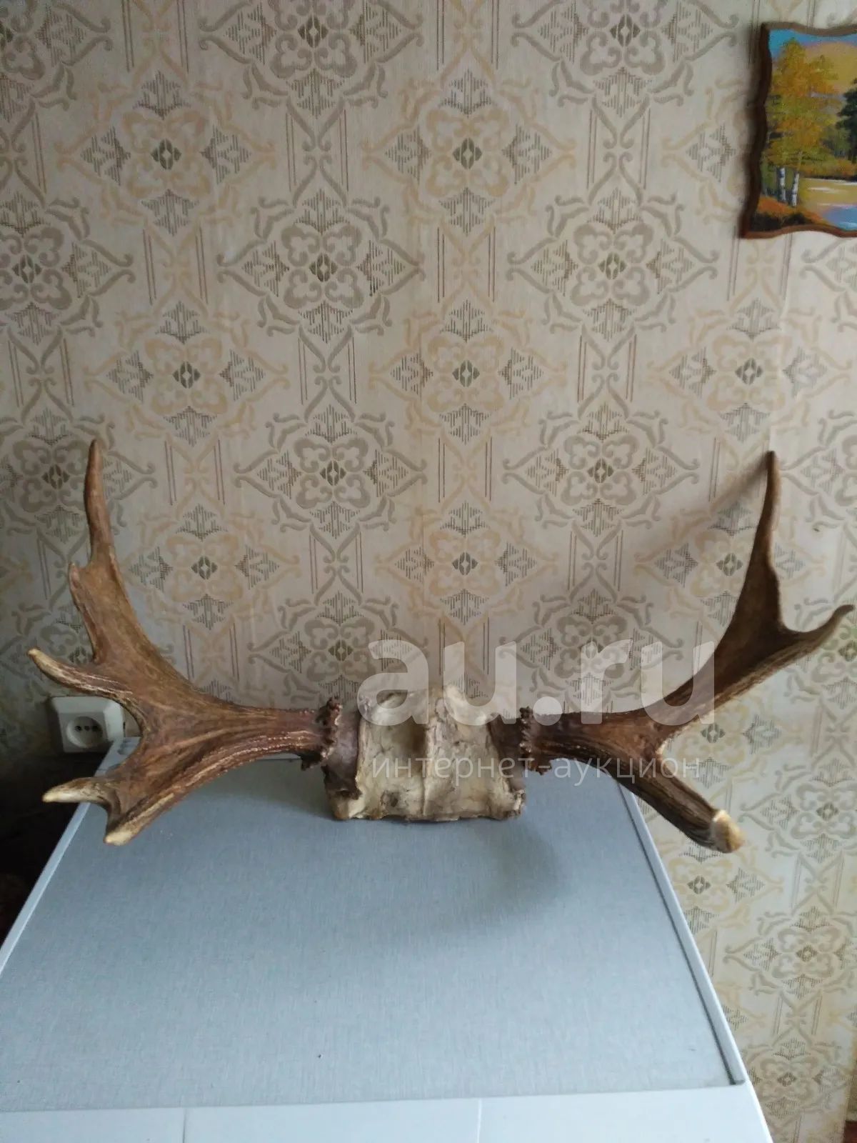 Рога лося — купить в Красноярске. Чучела животных, рога, шкуры на ...