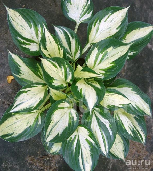 Хоста Пафайде (hosta Pathfinder) — купить в Красноярске. Садовые цветы ...