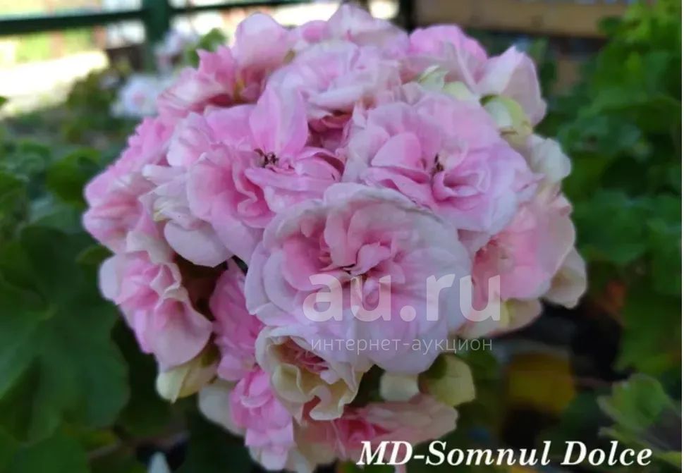 Сортовая пеларгония "MD-Somnul Dulcе! — купить в Красноярске. Горшечные ...