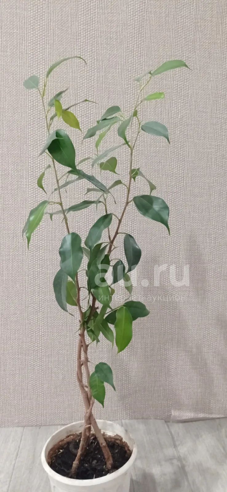 Фикус — купить в Красноярске. Горшечные растения и комнатные цветы на ...