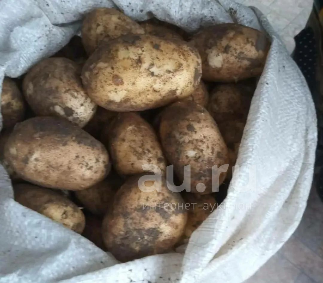 Картофель Агрия — купить в Красноярске. Картофель на интернет-аукционе ...
