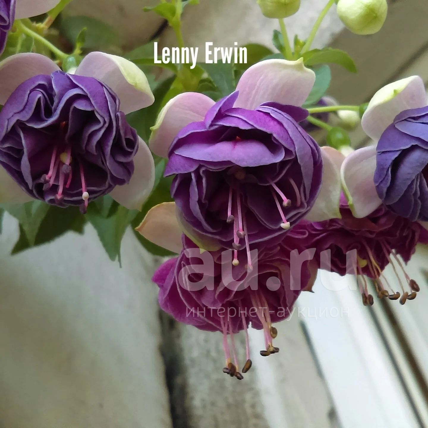 Фуксия Lenny Erwin — купить в Красноярске. Горшечные растения и ...