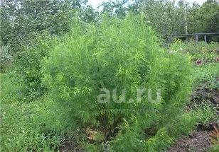 Полынь декоративная (Божье дерево) — купить в Красноярске. Другое ...