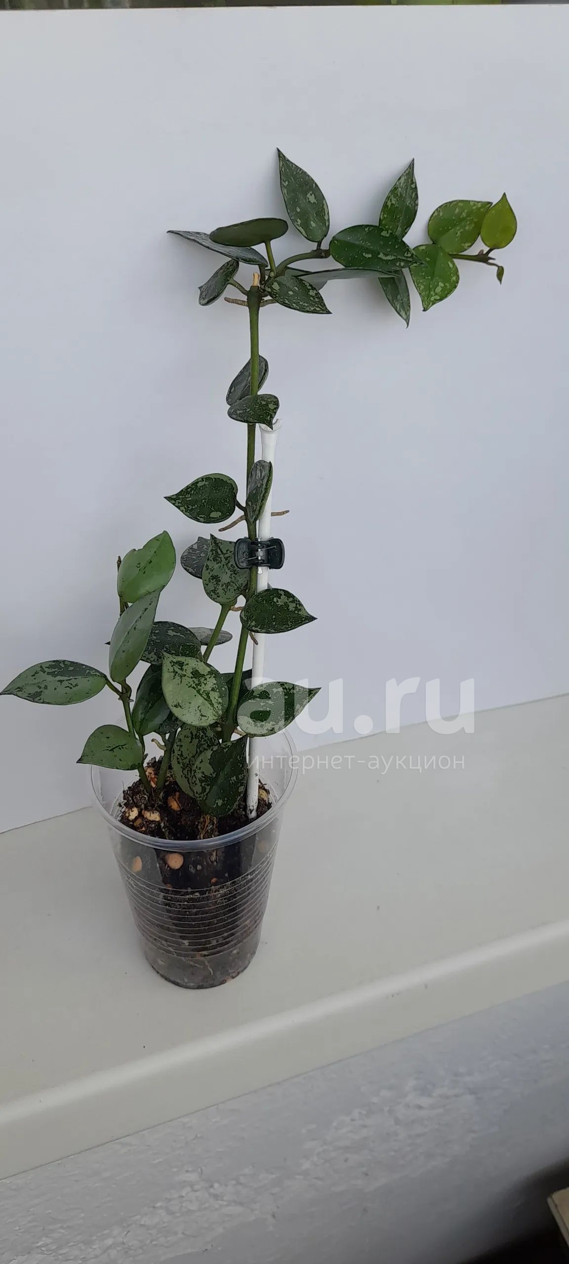 Хойя Лакуноза Эскимо. — купить в Красноярске. Горшечные растения и ...