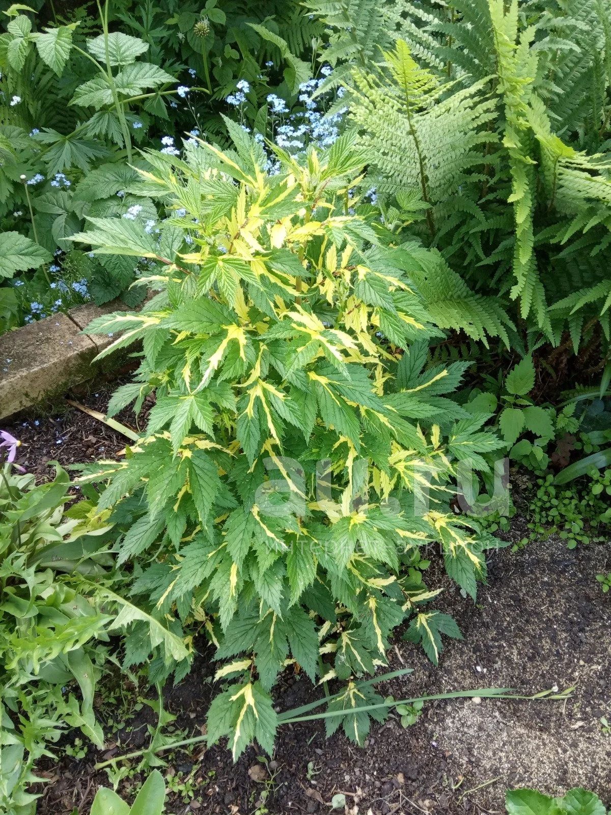 Таволга (лабазник) Вариегата (Variegata) — купить в Красноярске ...