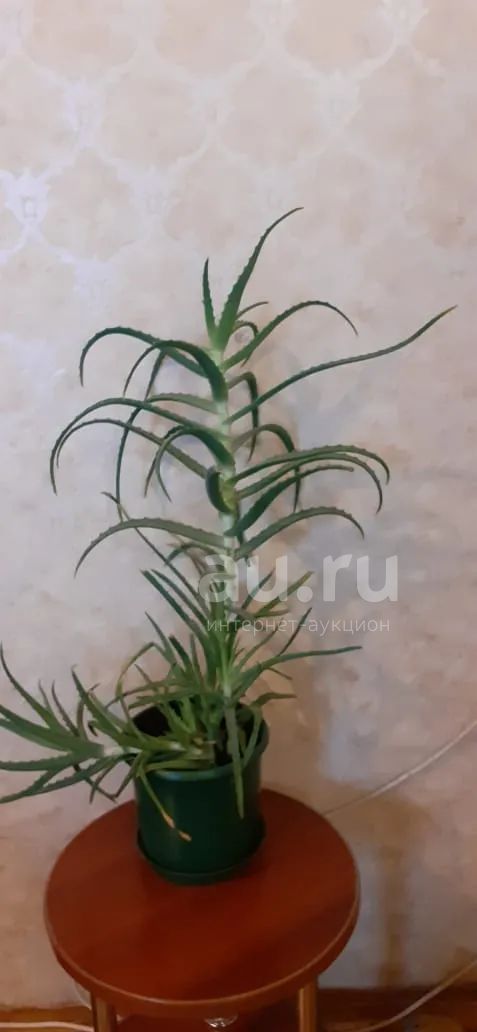 Цветок Алое большой в Новом горшке. Высота 65 см. — купить в ...