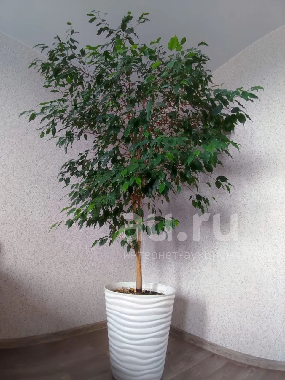 Крупнейший фикус Красноярска — купить в Красноярске Горшечные растения