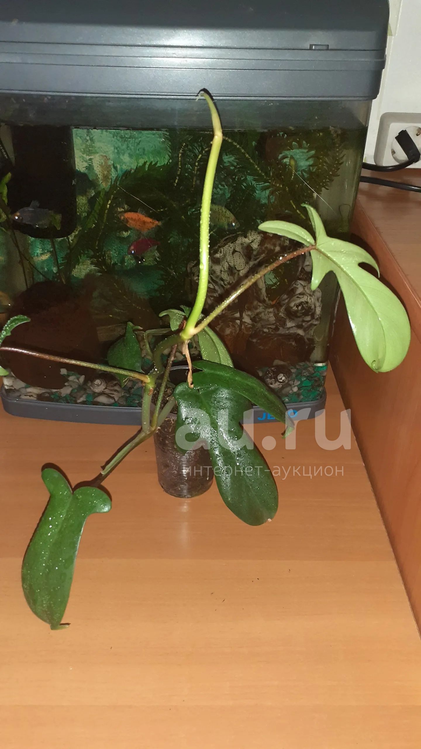 Филодендрон — купить в Красноярске. Горшечные растения и комнатные ...