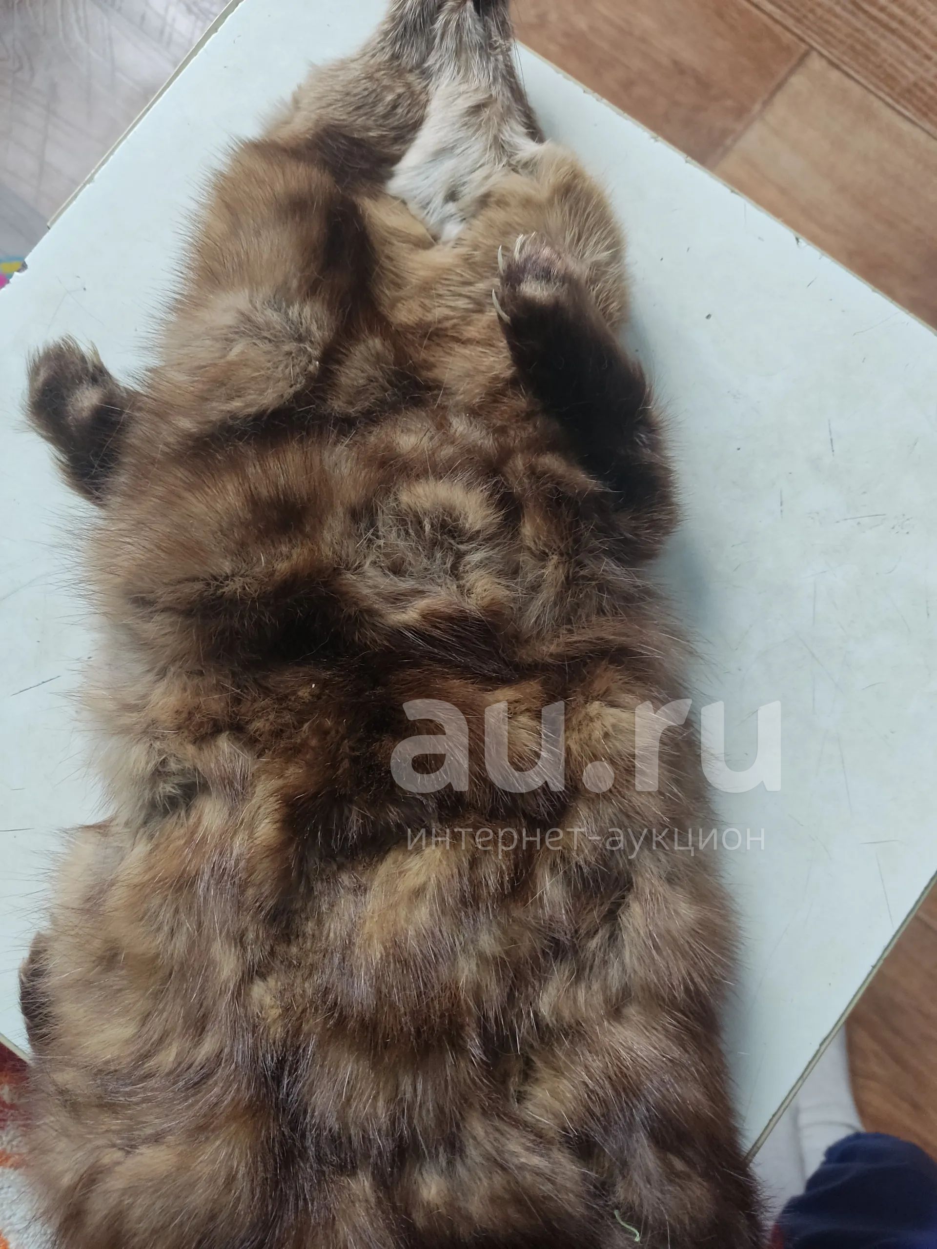 Шкура Соболь — купить в Красноярске. Чучела животных, рога, шкуры на ...
