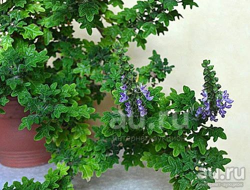 плектрантус дуболистный plectranthus Venteri (черенок с корнями ...