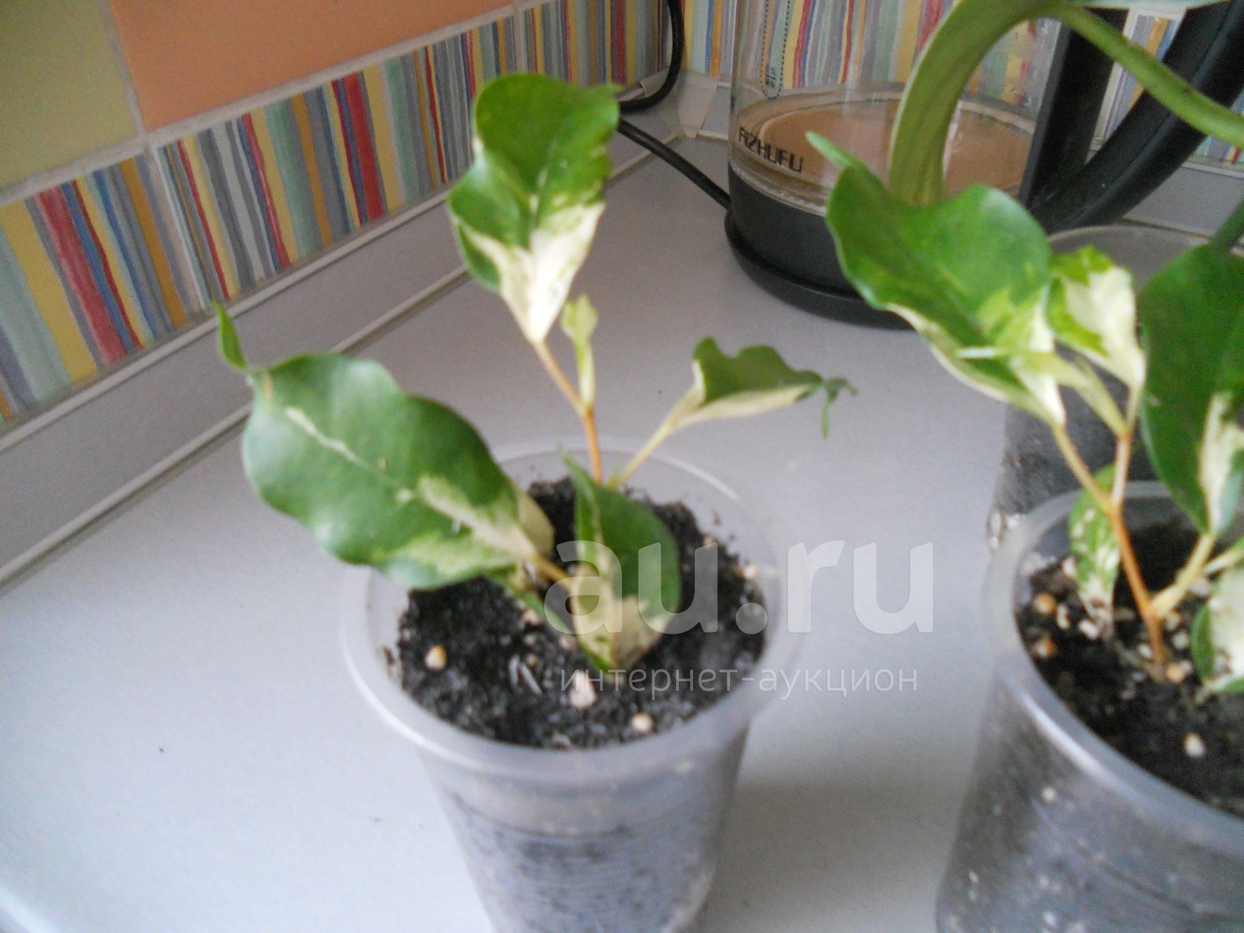 Фикус Керли ( Curly) — купить в Красноярске. Горшечные растения и ...