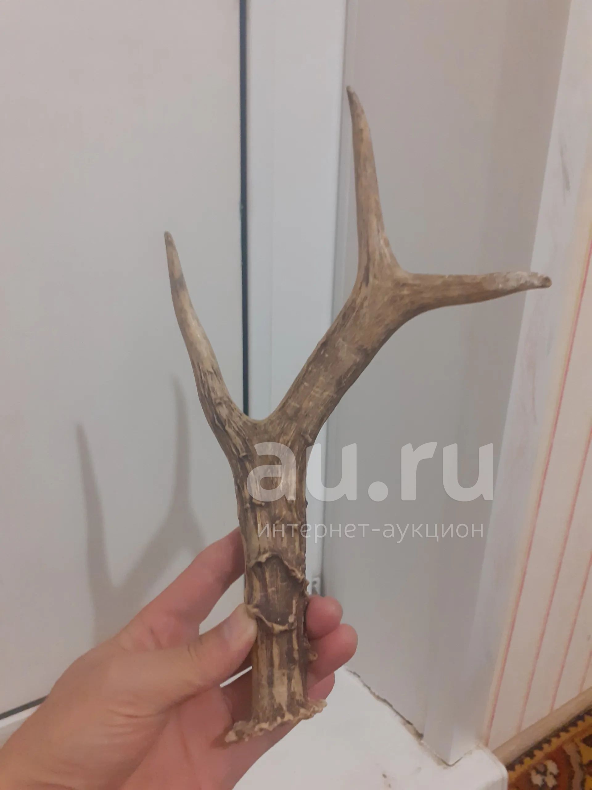 Рога — купить в Красноярске. Чучела животных, рога, шкуры на интернет ...