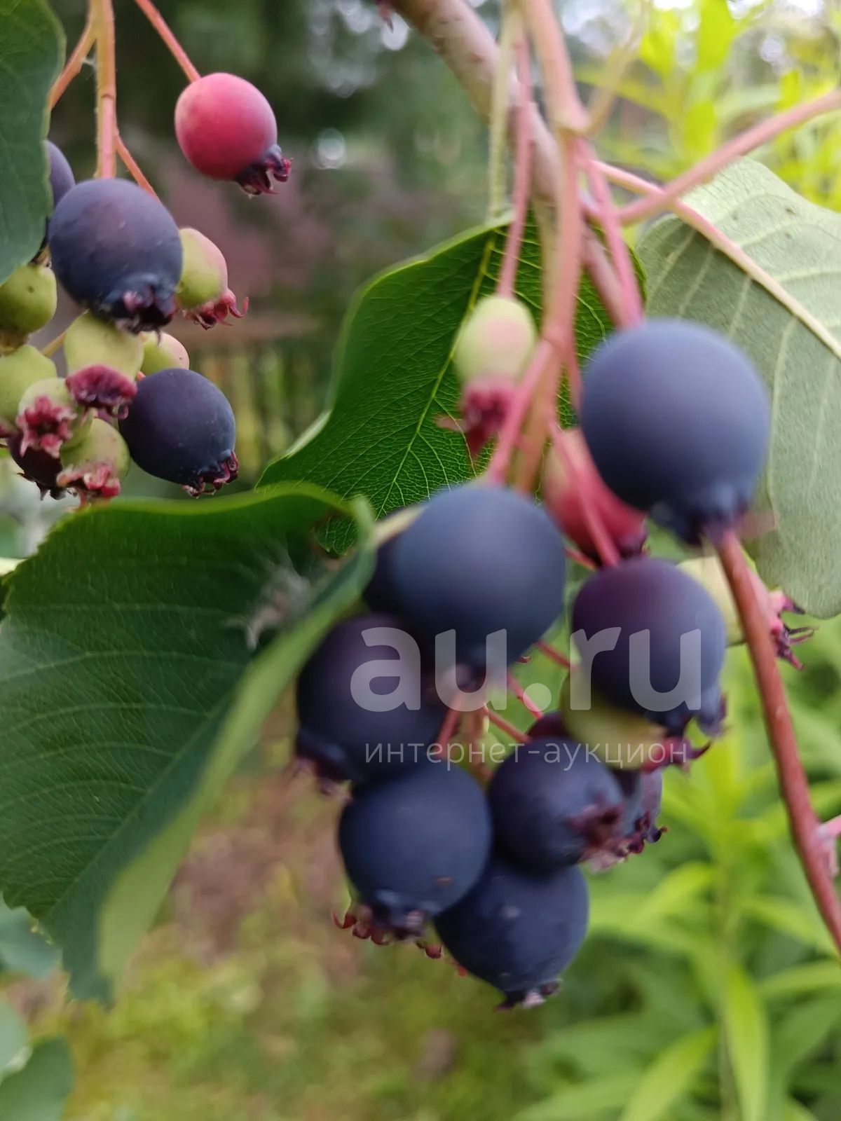 Ирга — купить в Красноярске. Ягоды, орехи на интернет-аукционе Au.ru