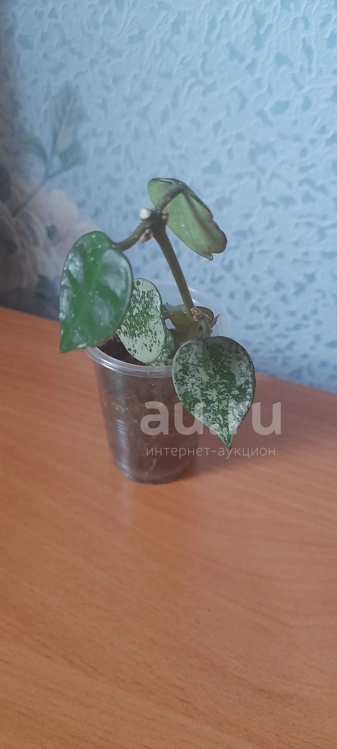 Хойя Лакуноза Эскимо. — купить в Красноярске. Горшечные растения и ...