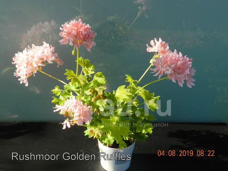 Звездчатая пеларгония Rushmoor Golden Ruffles — купить в Красноярске ...