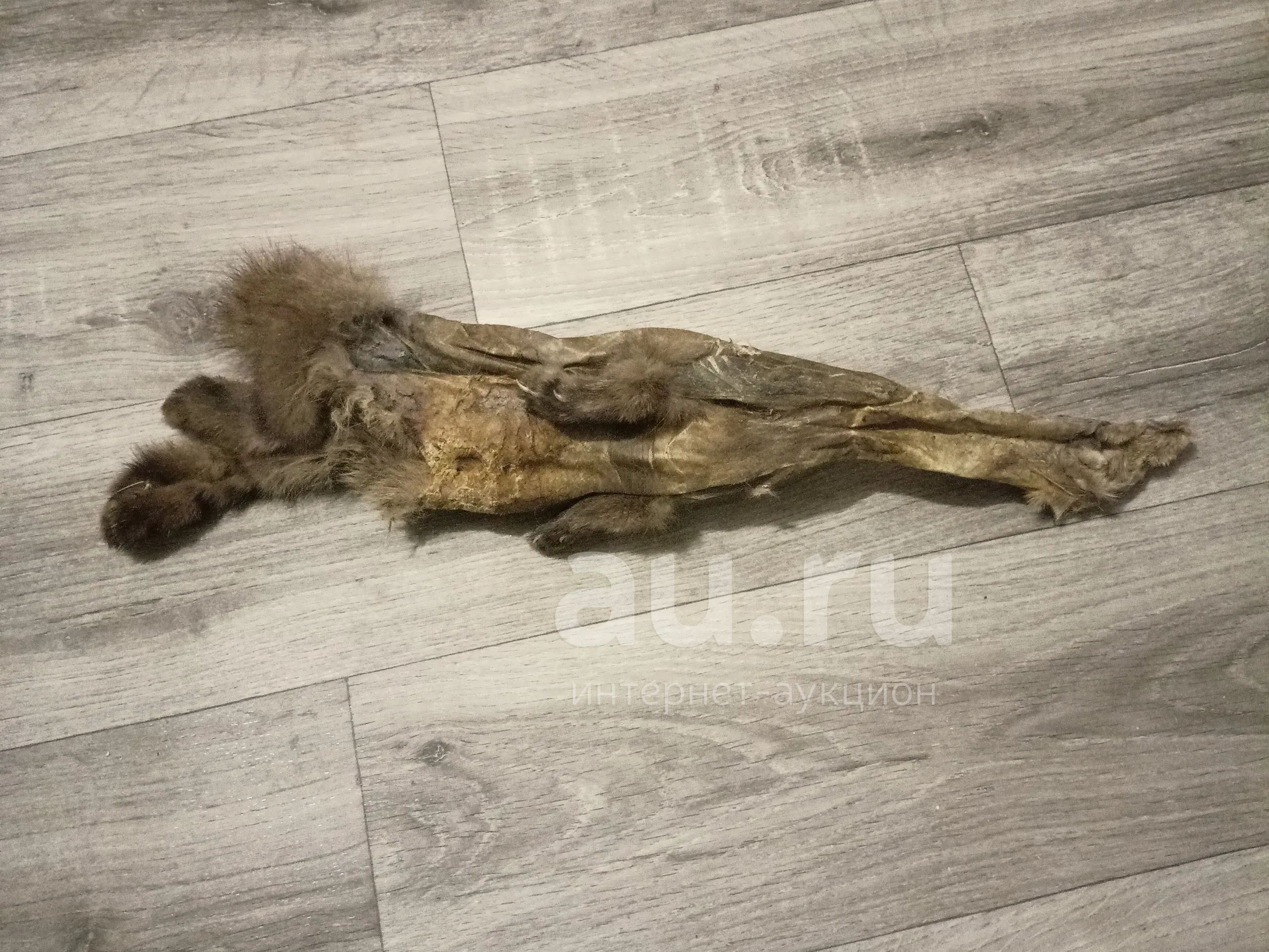 шкура соболя — купить в Железногорске. Чучела животных, рога, шкуры на ...