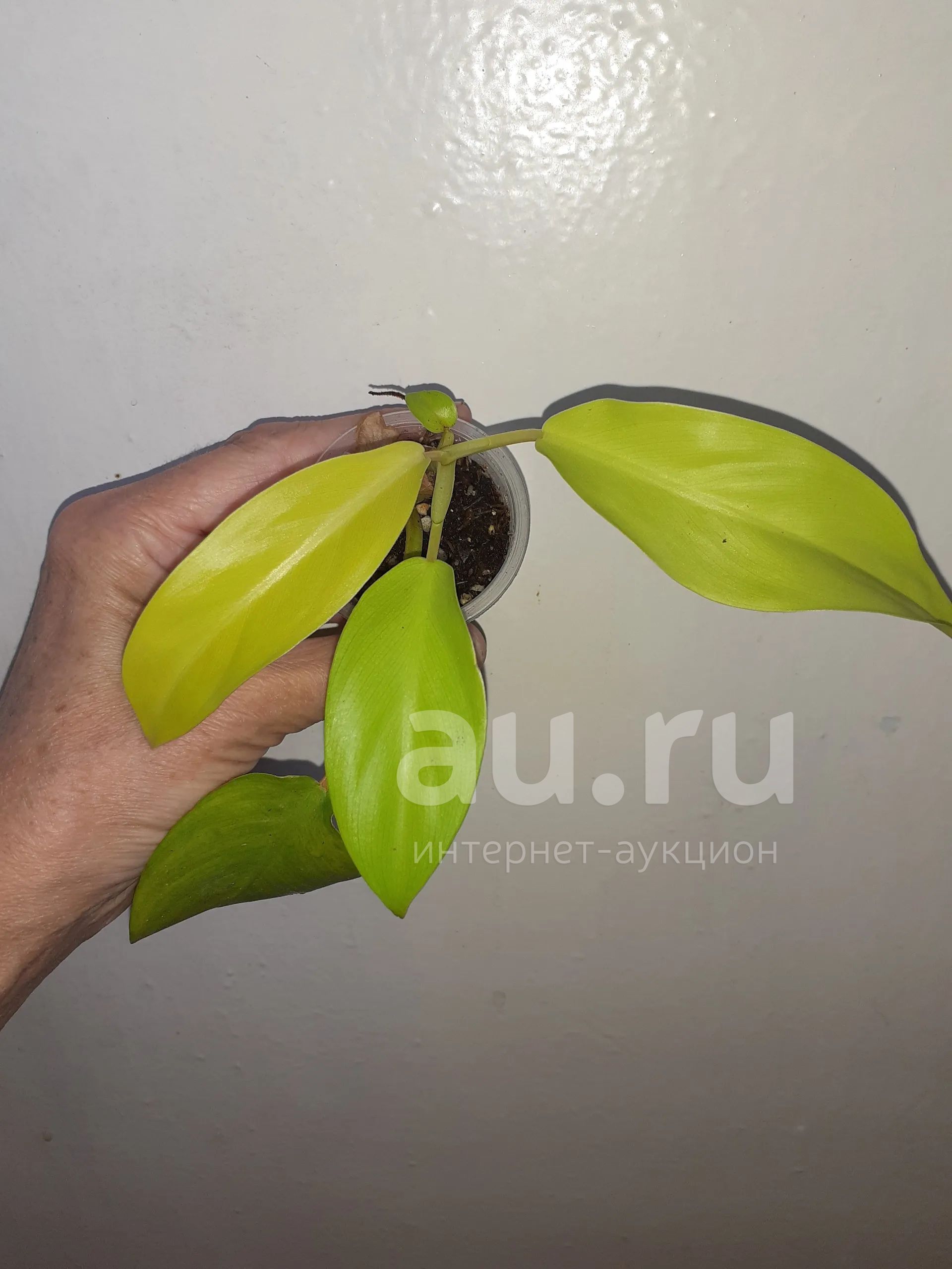 филодендрон малай голд — купить в Красноярске. Горшечные растения и ...