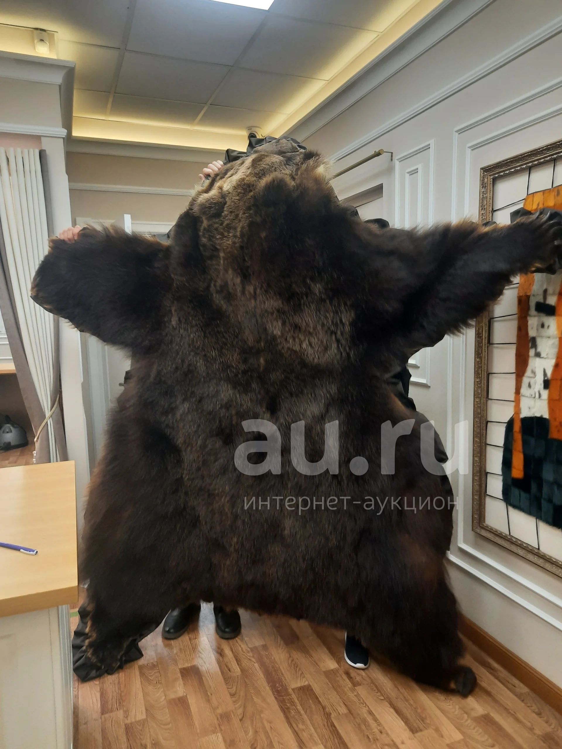 шкура медведя — купить в Красноярске. Чучела животных, рога, шкуры на ...