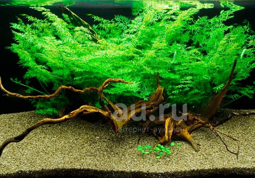 Индийский водный папоротник (Ceratopteris thalictroides) — купить в ...