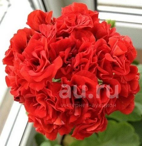 Пеларгония Botans Röda — купить в Красноярске. Горшечные растения и ...