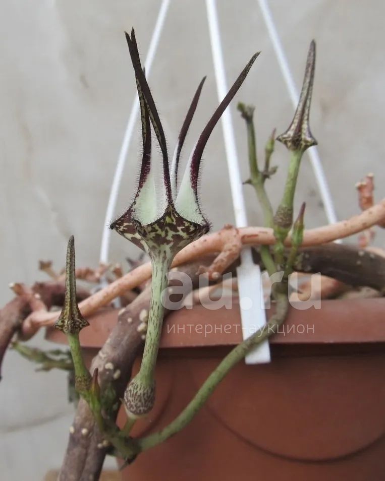 церопегия Ceropegia stapeliiformis — купить в Красноярске. Горшечные ...