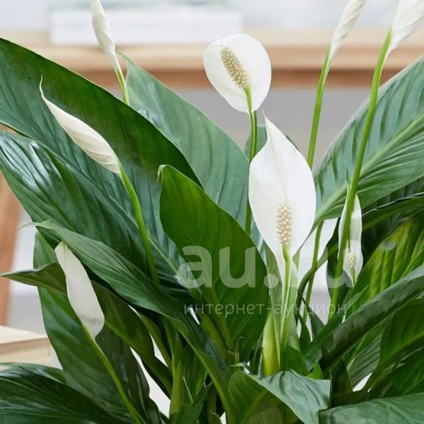 Спатифиллум деточка — купить в Красноярске. Горшечные растения и ...