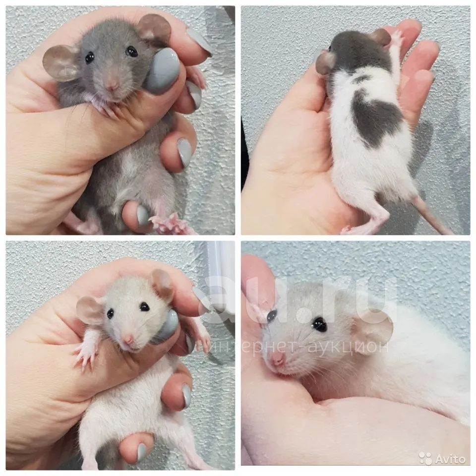 Крыса дамбо — купить в Красноярске. Остальные животные на интернет ...