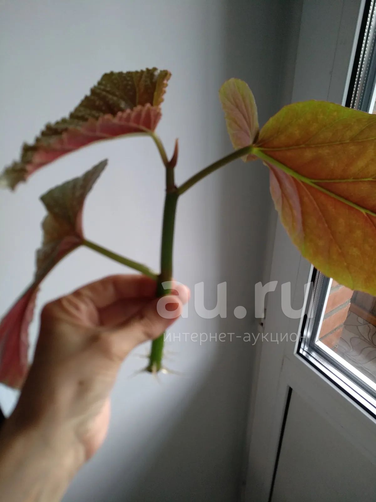 Бегония коралловая — купить в Красноярске. Горшечные растения и ...