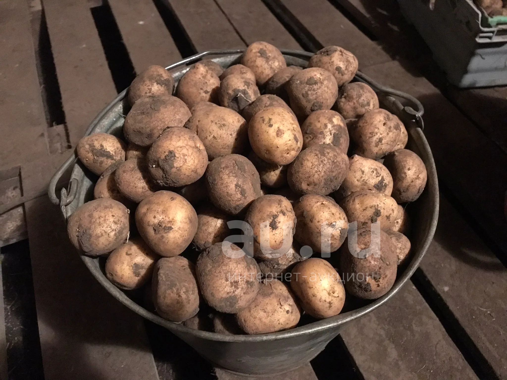 Семенной картофель,сорт Адретта — купить в Красноярске. Картофель на ...