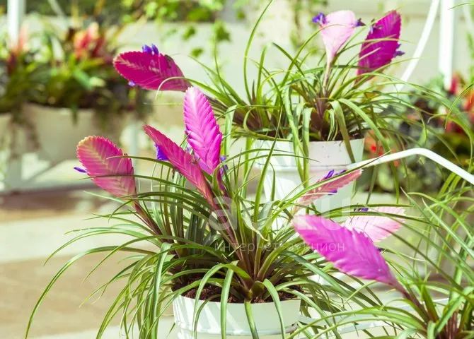 Тилландсия «Анита» Tillandsia cyanea "anita triflor" fragrant — купить ...