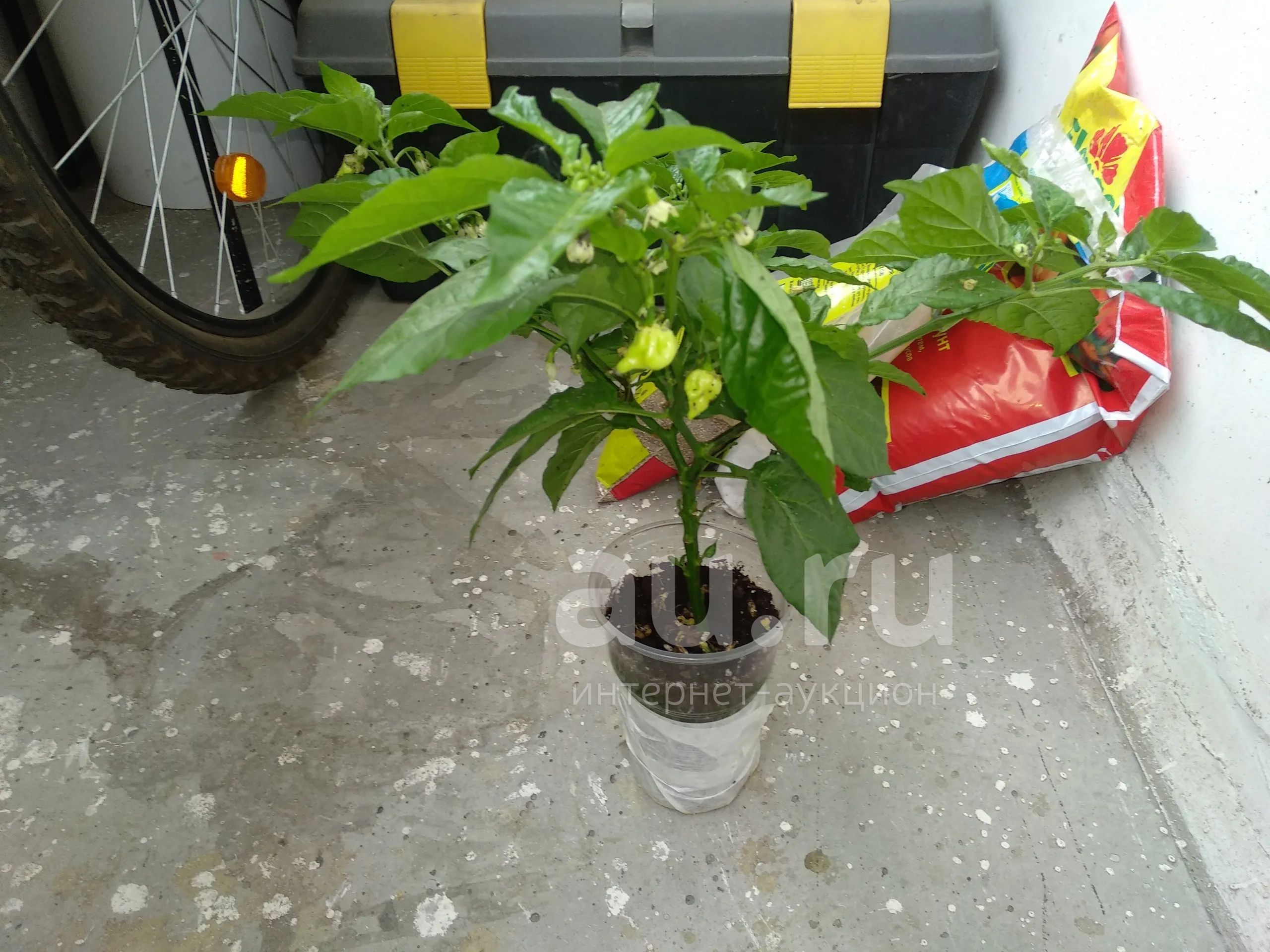 Самый острый перец в мире Carolina Reaper — купить в Красноярске ...