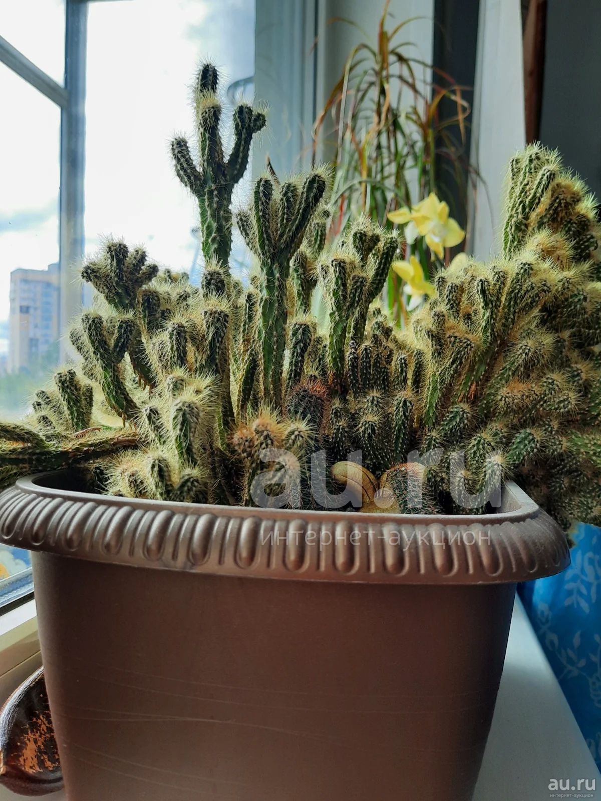 Кактус цереус перуанский большой горшок — купить в Красноярске ...