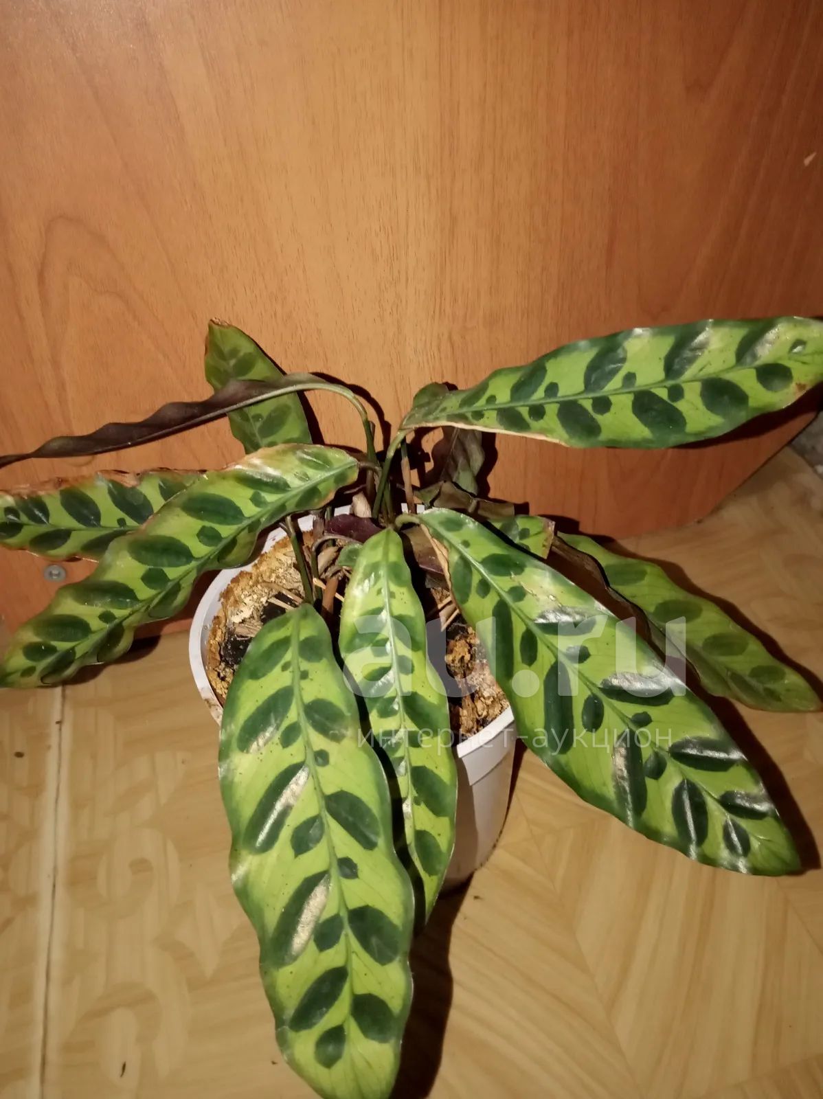 Калатея Ланцетолистная или Лансифолия (calathea Lancifolia) — купить в ...