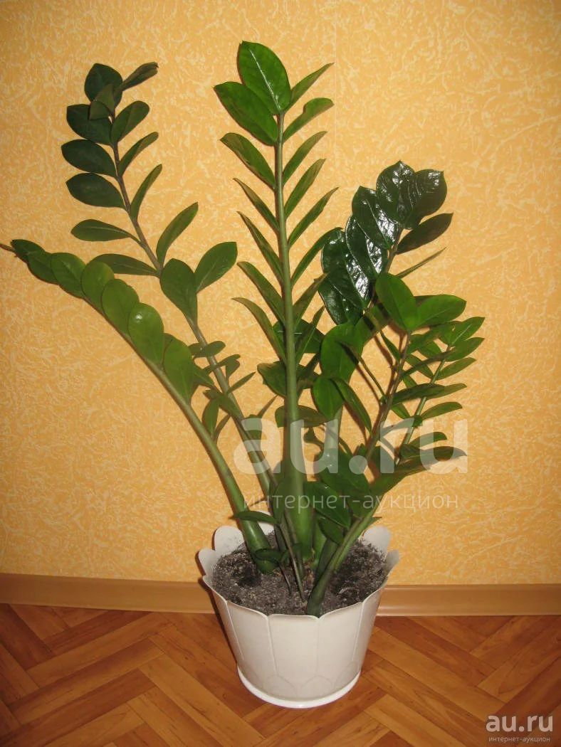 Замиокулькас (долларовое дерево) — купить в Красноярске. Горшечные ...